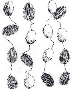 The Old Woman of Immense Wisdom: On the Mystical Science Behind the Afa ...